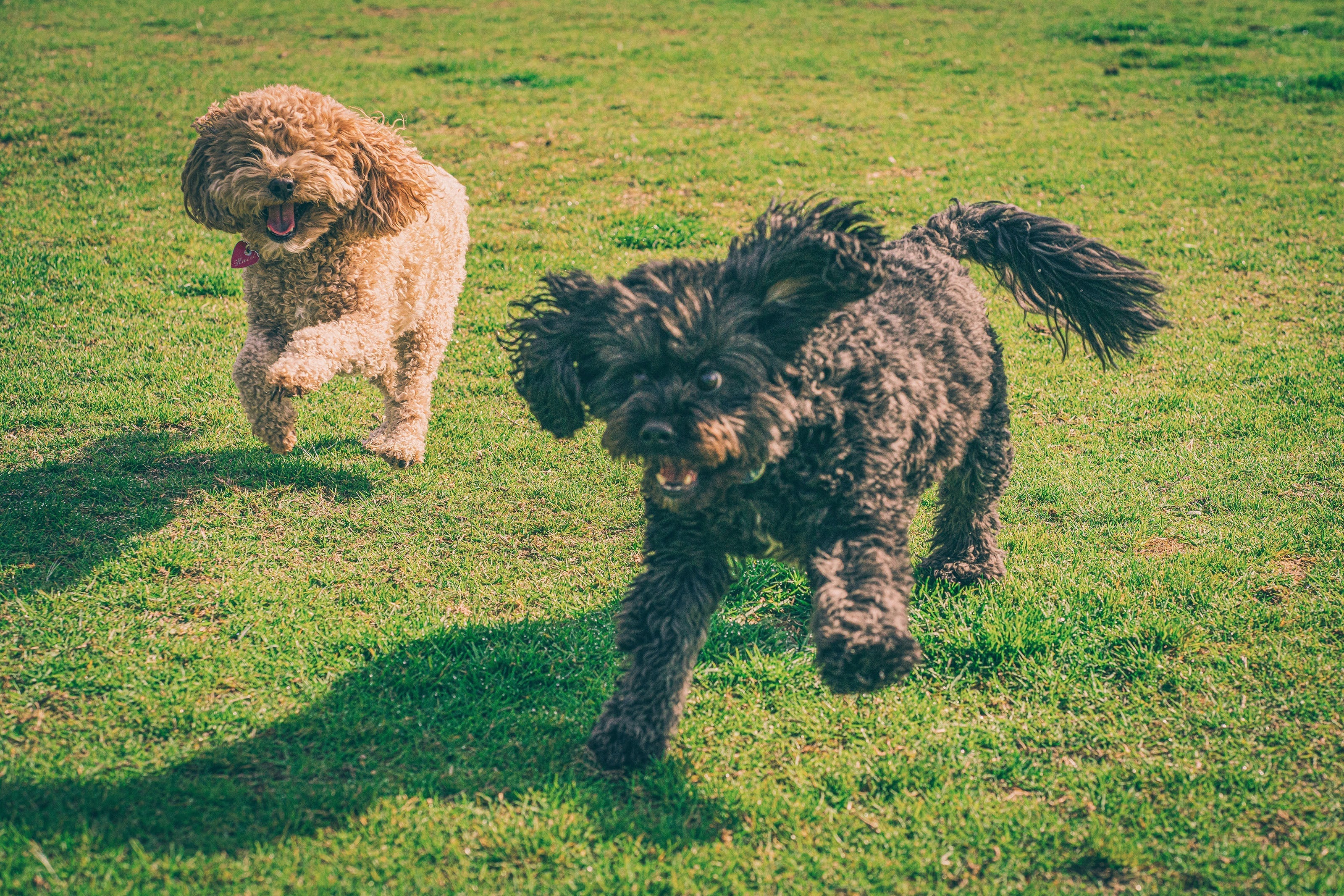 Cavoodle Behaviour Problems | Training Solutions AU – Pet Tech